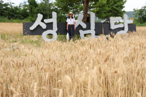 “직접 기른 우리밀로 만든 빵 판매”…성심당 창업 70주년 이벤트 잇달아 | 미주중앙일보