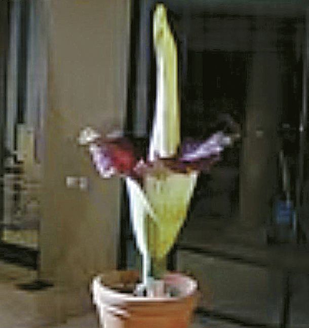 헌팅턴 식물원 ‘시체꽃’ 만개 - 미주중앙일보